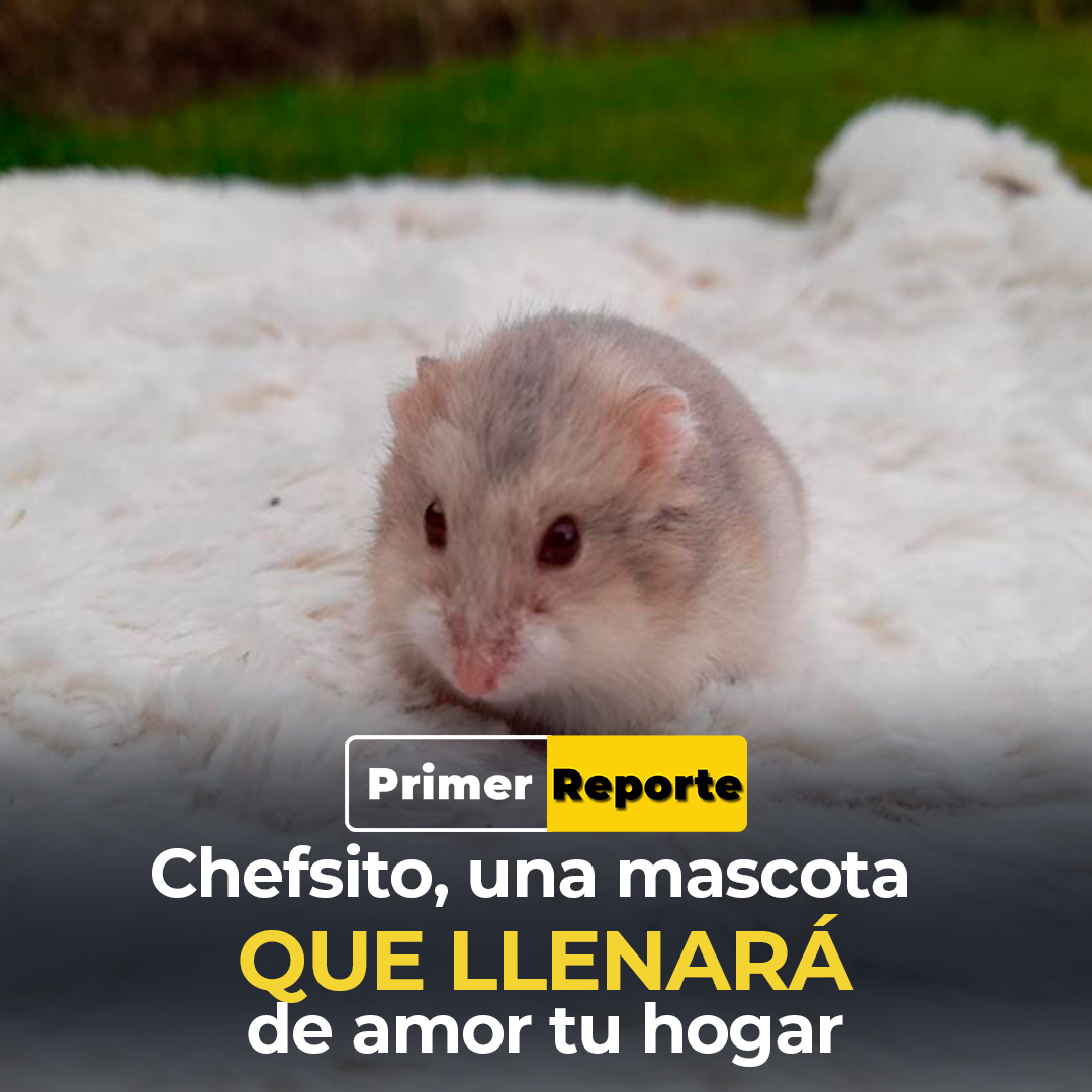Chefsito, una mascota que llenará de amor tu hogar – Primer Reporte